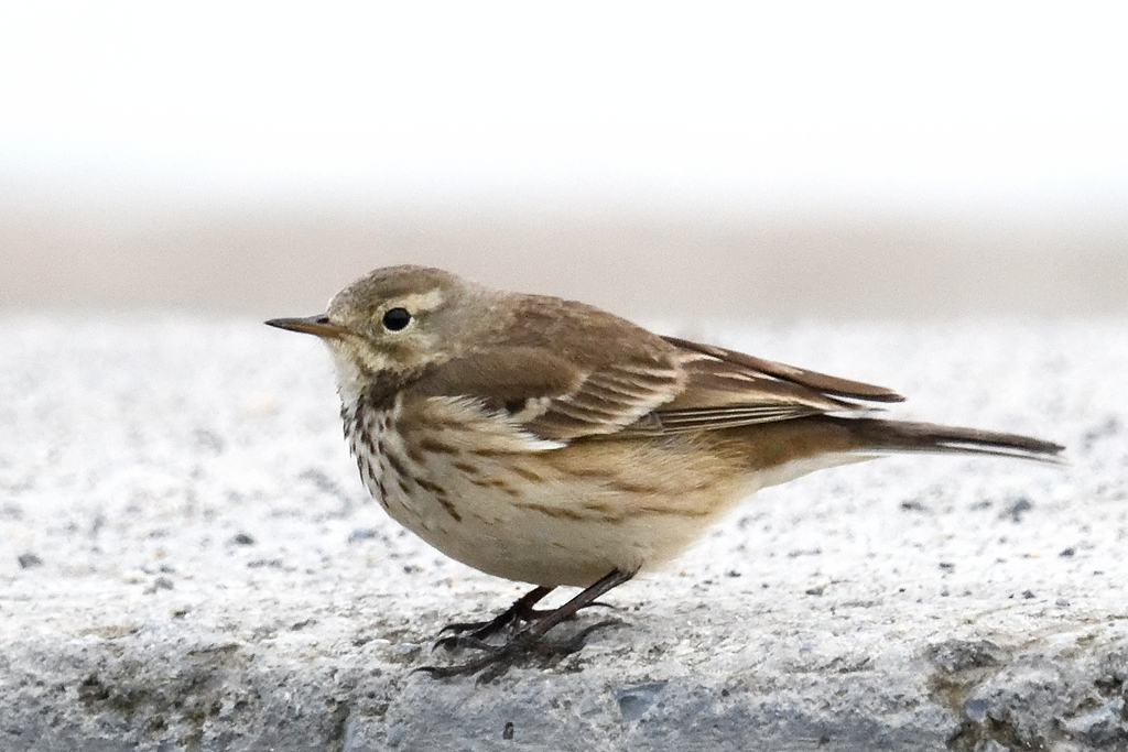 American Pipit from 65150 Bustamante, N.L., México on January 10, 2025 ...