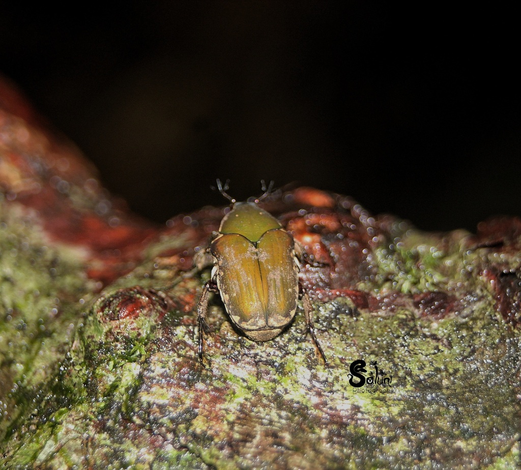 Clinteria from Ingiriya, Sri Lanka on December 31, 2024 at 12:31 AM by ...