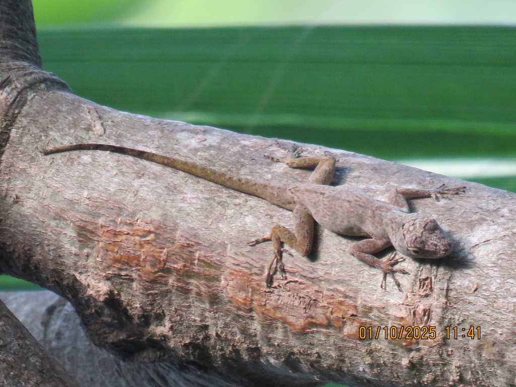 Bark Anole from Cow Key, Key West, FL, US on January 10, 2025 at 11:41 ...