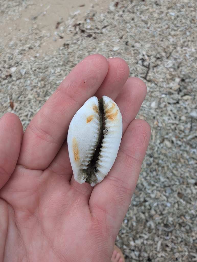 Eroded Cowry from Iama Island QLD 4875, Australia on January 11, 2025 ...