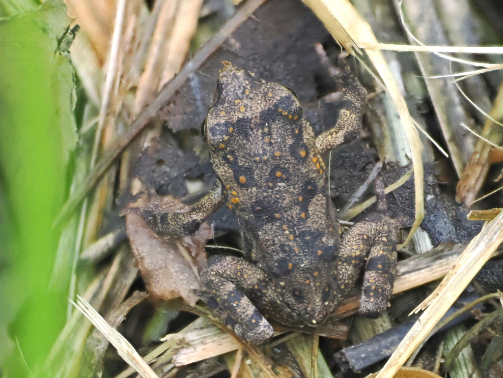 Cane Toad from Brisbane QLD, Australia on January 10, 2025 at 07:56 AM ...