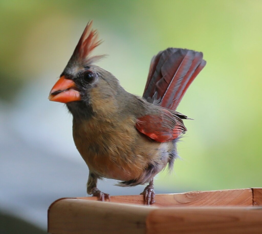 Northern Cardinal from Lake Hamilton, AR 71913, USA on June 15, 2012 at ...