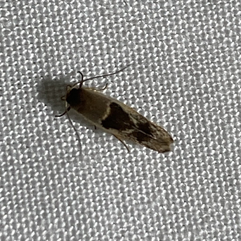 Stathmopoda megathyma from Moule St, Brunswick West, VIC, AU on January ...