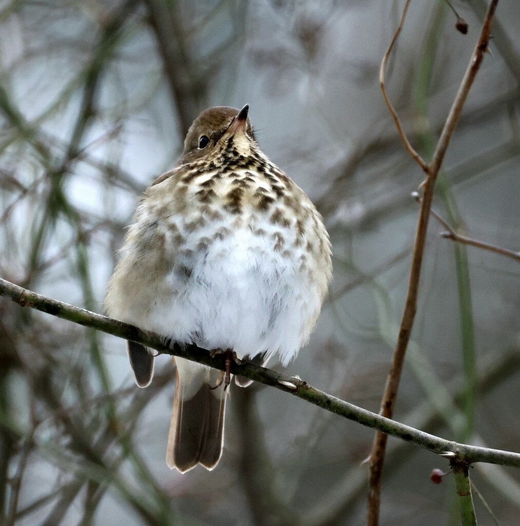 Hermit Thrush from Everett Road Covered Bridge Parking Lot, 2247 ...