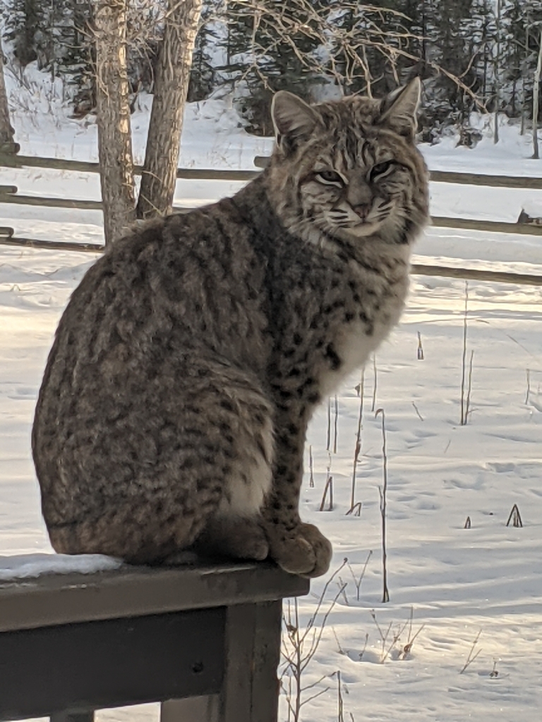 Bobcat from Calgary, AB T3B 5L4, Canada on February 1, 2021 at 02:41 PM ...