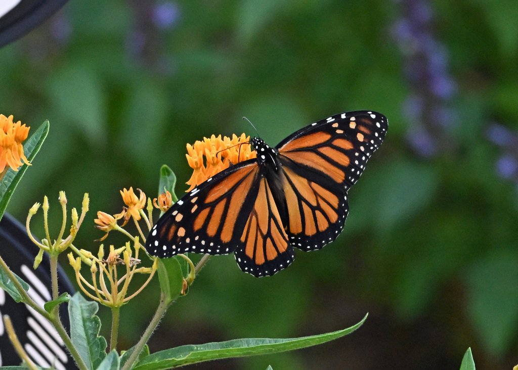 Monarch from Garrett County, MD, USA on August 25, 2024 at 05:00 PM by ...