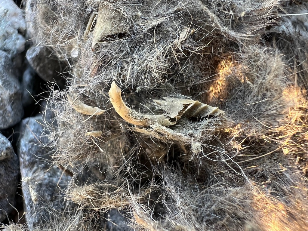 Pennsylvania Meadow Vole from Shirley Chisholm State Park, Brooklyn, NY ...