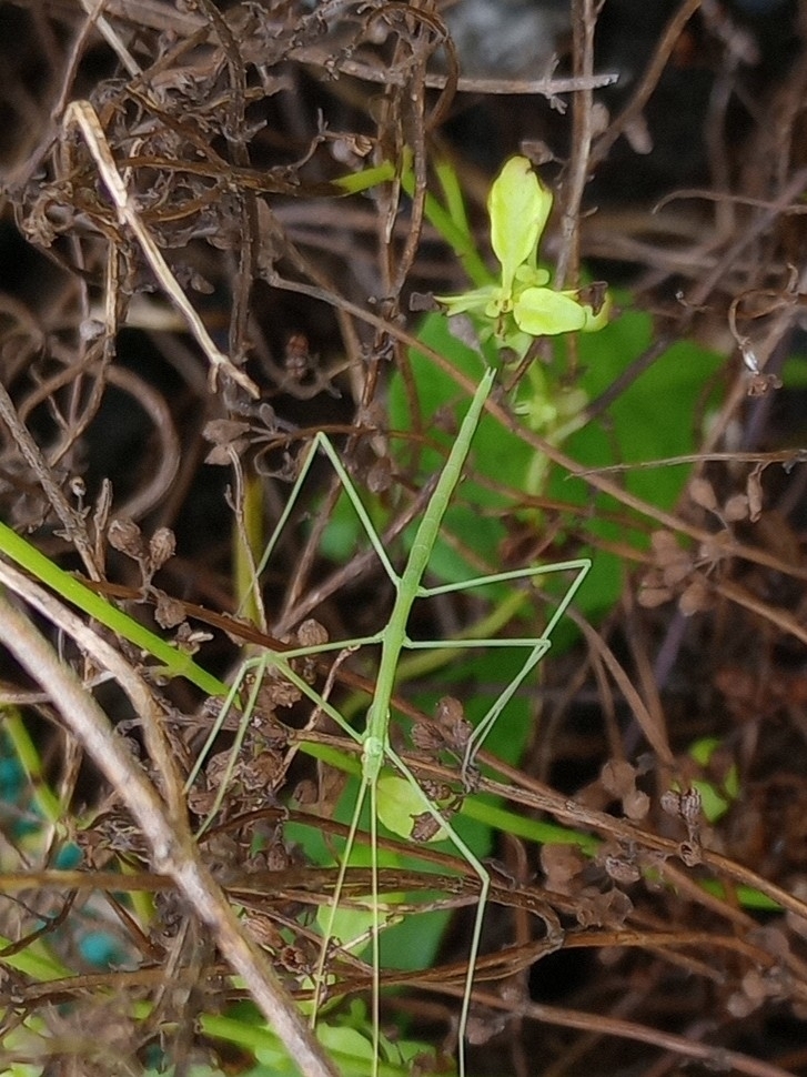 Sydney Stick Insect from Goombungee QLD 4354, Australia on January 11 ...