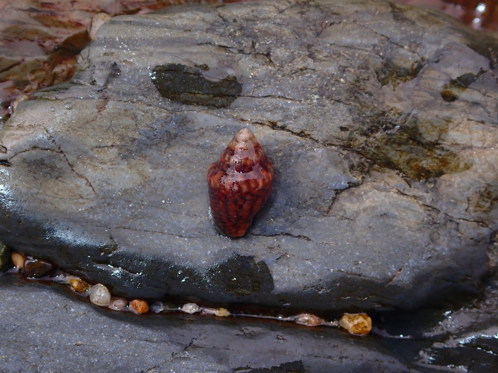 Dotted Dove Shell from Arrawarra NSW 2456, Australia on January 10 ...