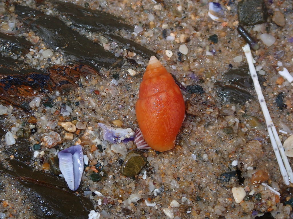 Tortoise Dove Shell from Arrawarra NSW 2456, Australia on January 10 ...