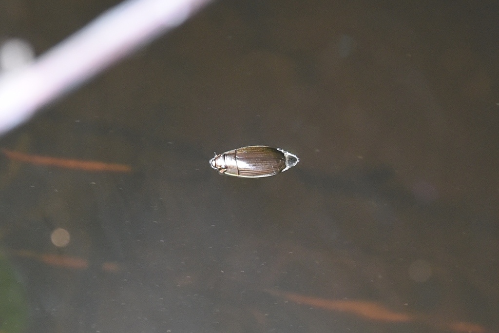 Macrogyrus from Tynong North VIC 3813, Australia on December 27, 2024 ...