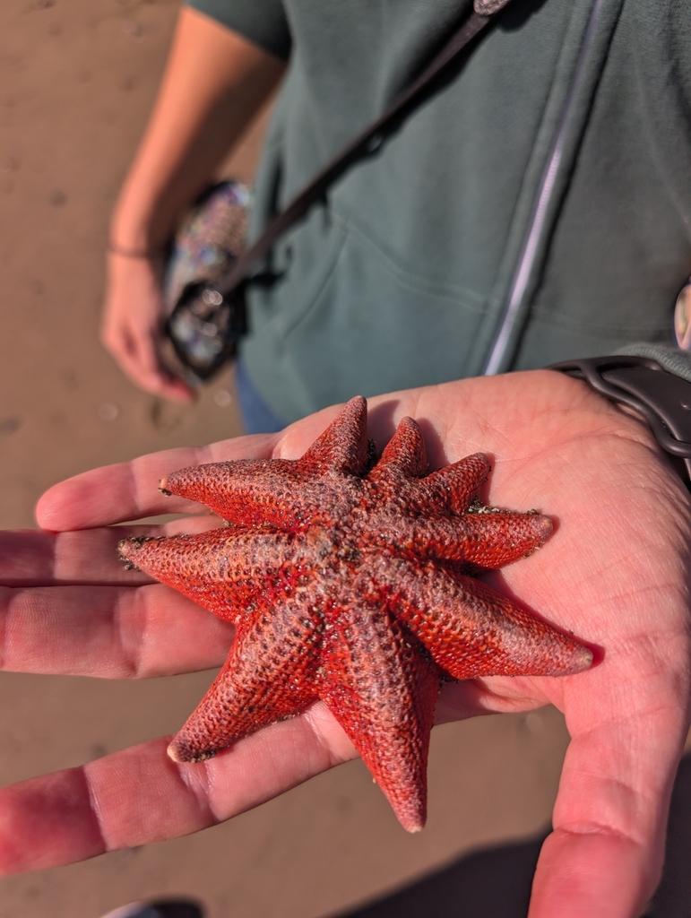 Bat Star from Santa Cruz County, CA, USA on January 10, 2025 at 01:07 ...