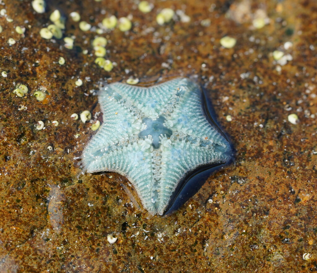 Dwarf Cushion Star from Bass Coast - Phillip Is., Victoria, Australia ...