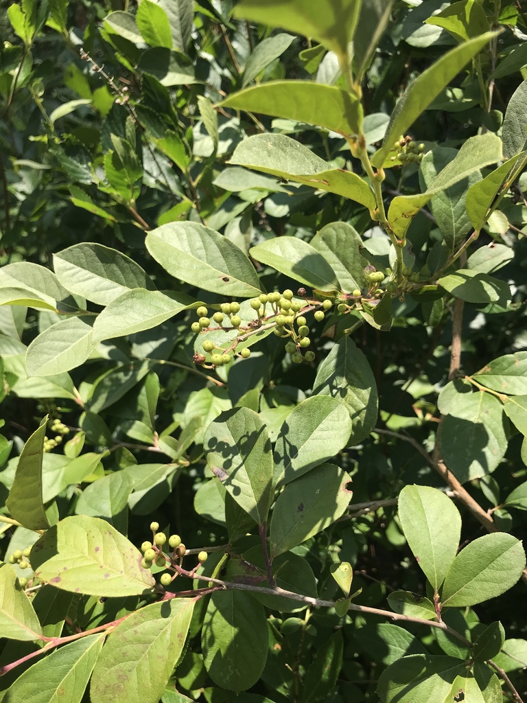 He-huckleberry from 08019, Chatsworth, NJ, US on July 27, 2019 at 01:25 ...