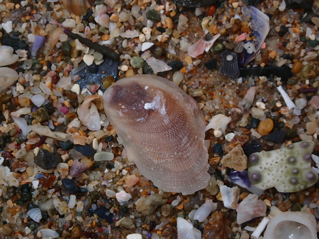 Southern Sponge Finger from Arrawarra NSW 2456, Australia on January 10 ...