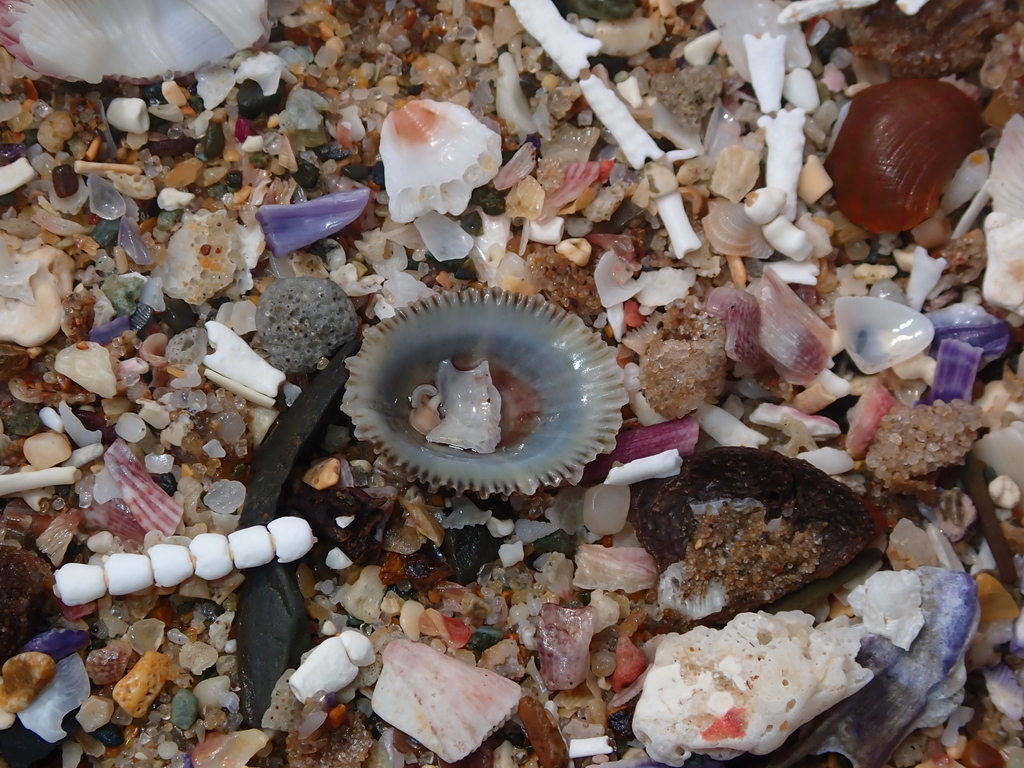 Cap-shaped False Limpet from Arrawarra NSW 2456, Australia on January ...