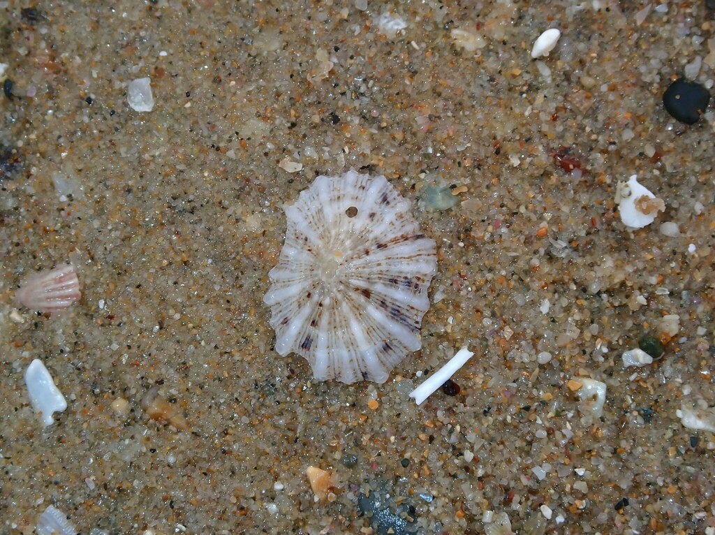 Siphonaria zelandica from Arrawarra Headland NSW 2456, Australia on ...