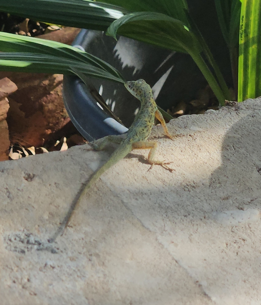 Bronze Anole from Yee Ken Hardware, Carapo, Trinidad and Tobago on ...