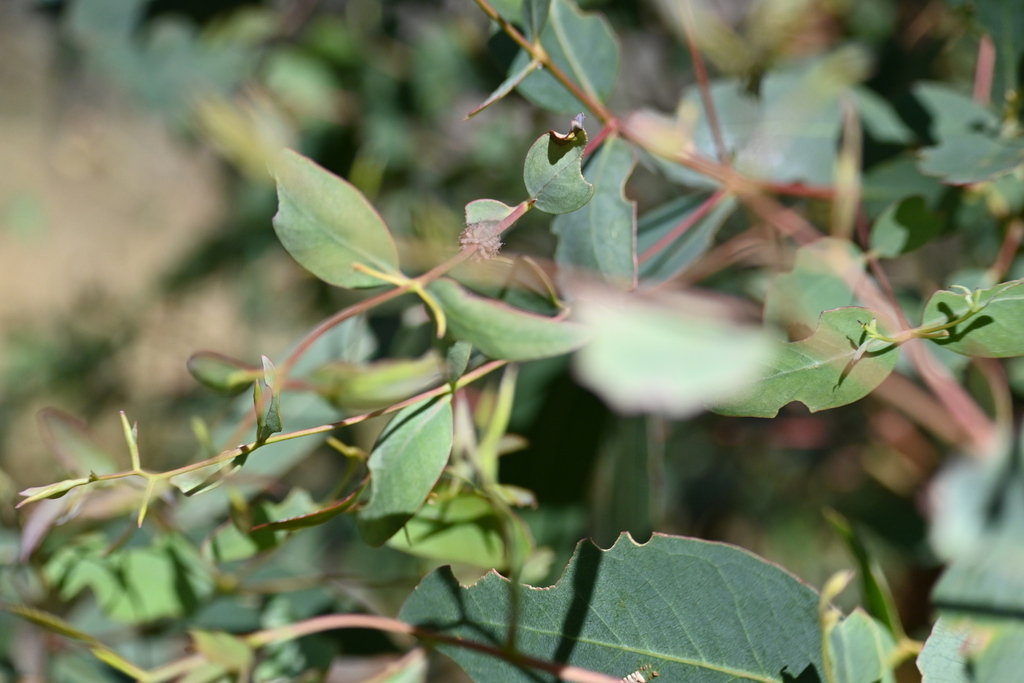 Dotted Paropsine Leaf Beetle from Happy Valley, Graded Rd VIC 3360 ...