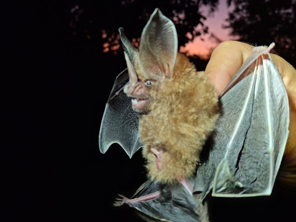 Cozumelan Golden Bat from 97403 Yuc., México on January 10, 2025 by ...