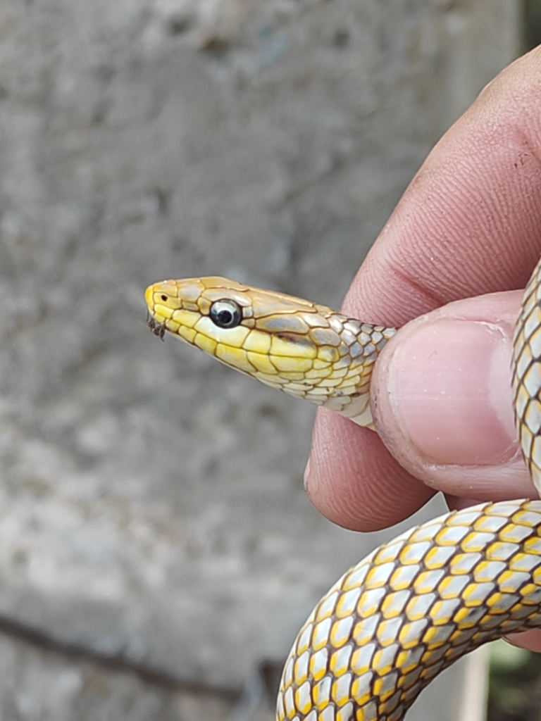 Yucatán White-lipped Snake from 97403 Yuc., México on January 9, 2025 ...