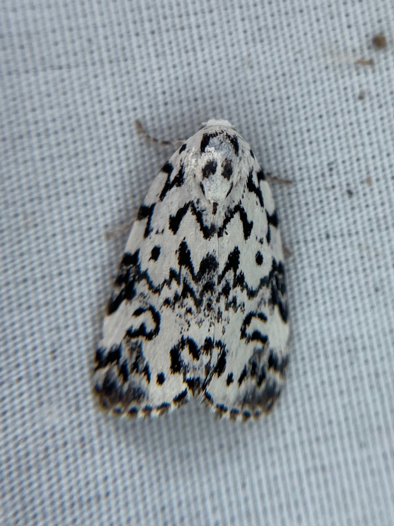 Hebrew Moth from Lyndeborough, NH, USA on July 25, 2023 at 11:24 PM by ...