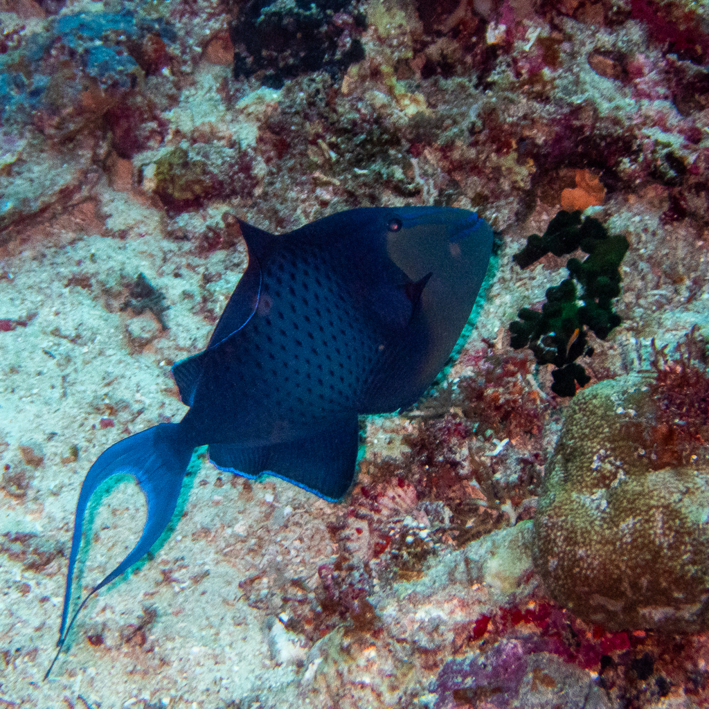 Redtooth Triggerfish from Fam Islands, West Papua, Indonesia on ...