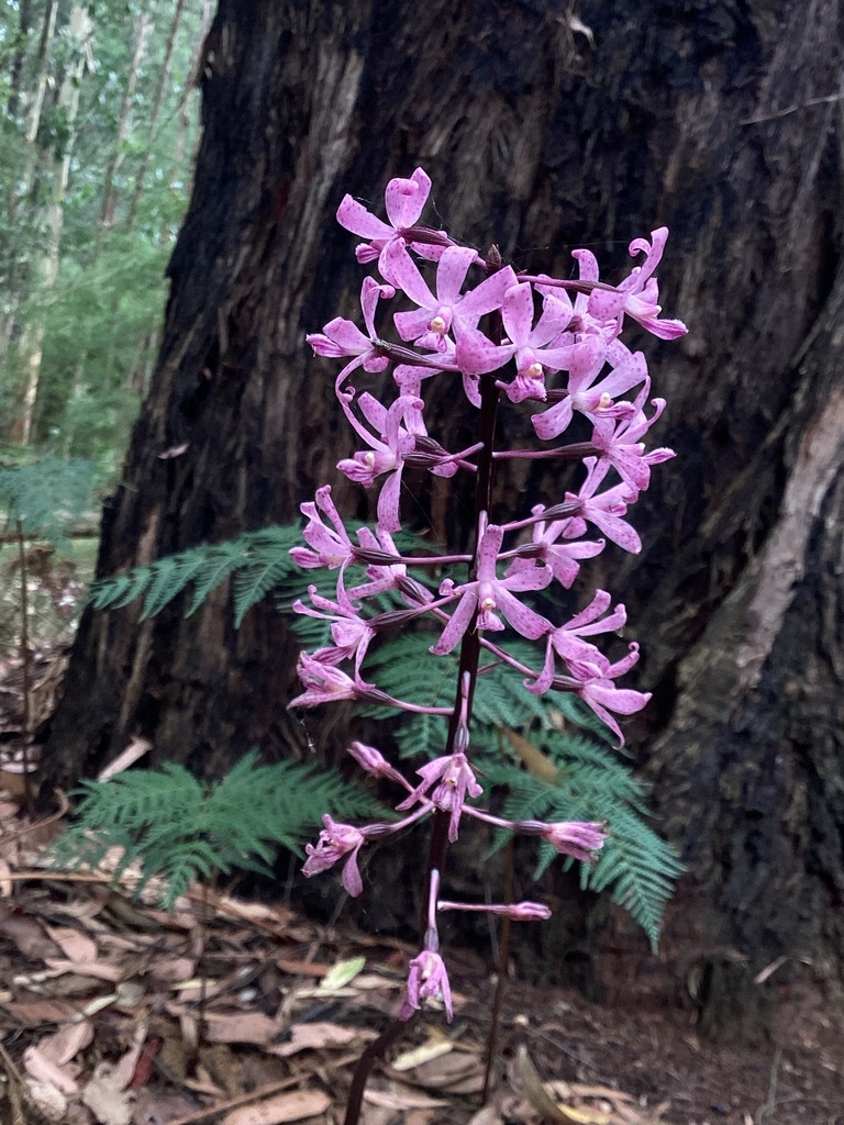 Rosy Hyacinth Orchid from Yarra Ranges National Park, Badger Creek, VIC ...