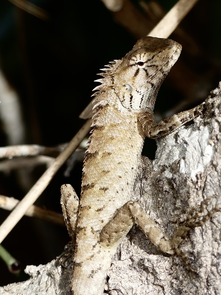 Calotes wangi wangi from Schek-Oh, Hongkong on December 25, 2024 at 12: ...