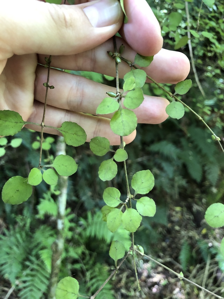 Round Leaved Coprosma from Mōtū, New Zealand on January 11, 2025 at 01: ...