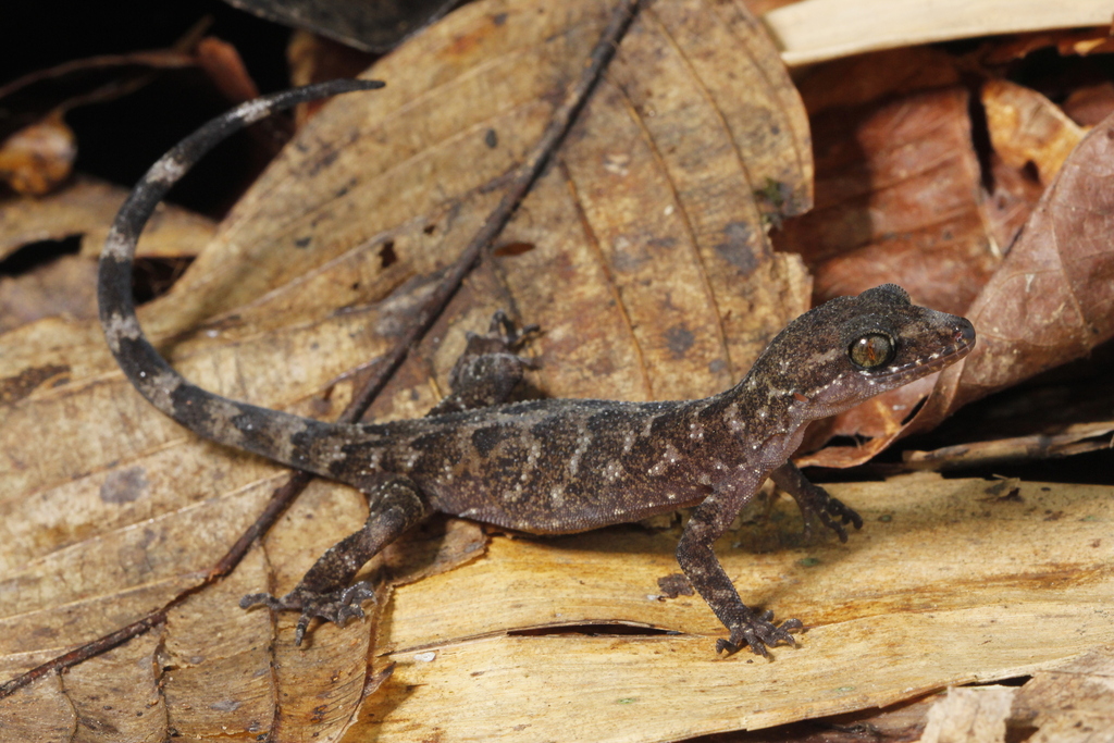 Indawgyi Bent-toed Gecko from Mohnyin, Myanmar (Burma) on July 29, 2019 ...