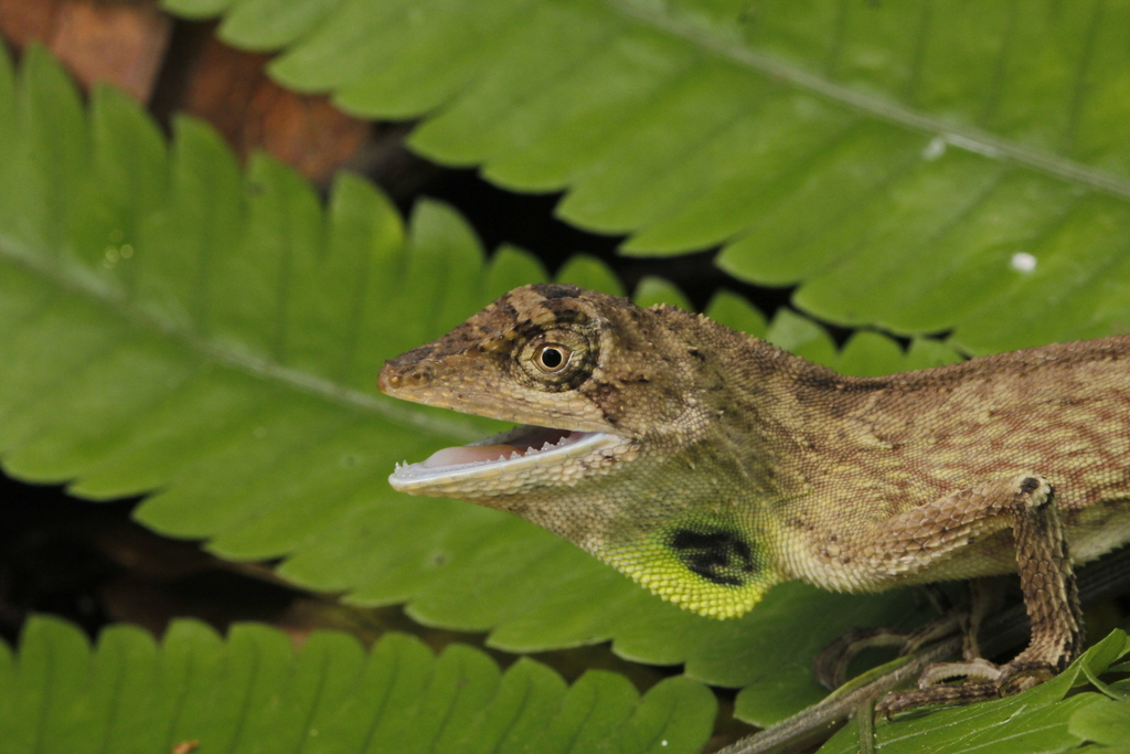 Fan-throated Lizards from Mohnyin, Myanmar (Burma) on July 29, 2019 at ...