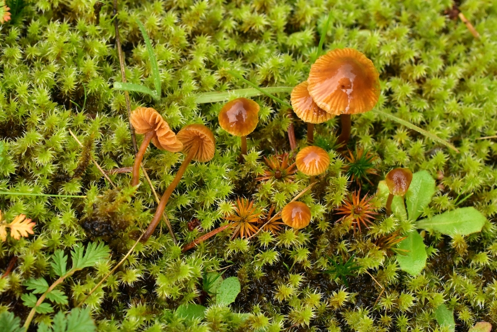 Moss Bells from Eugene, OR 97405, USA on January 10, 2025 at 02:30 PM ...