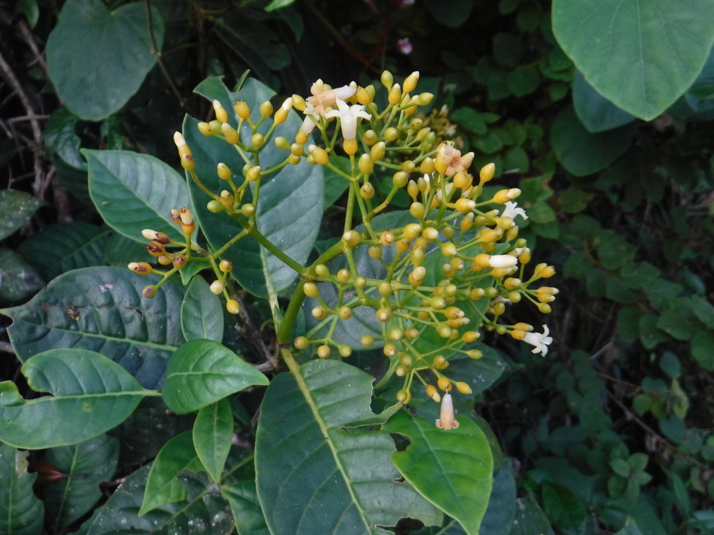 Psychotria coelocalyx in July 2019 by Martin Reith · iNaturalist