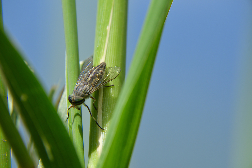 Saltmarsh Greenhead Flies from Ibagué, Tolima, Colombia on December 18 ...
