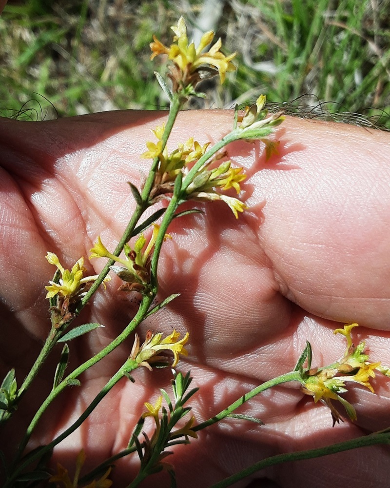 curved rice-flower from Blackmans Flat NSW on January 11, 2025 at 11:16 ...