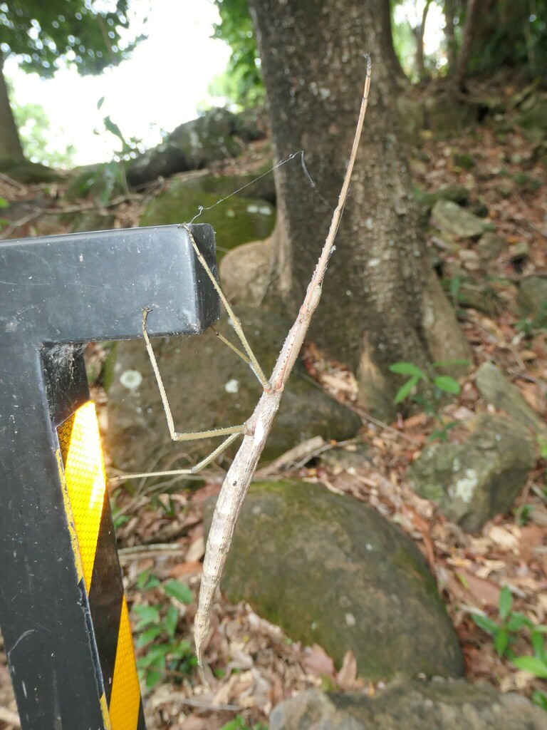 Wülfing's Stick Insect from Mount Sheridan QLD 4868, Australia on ...