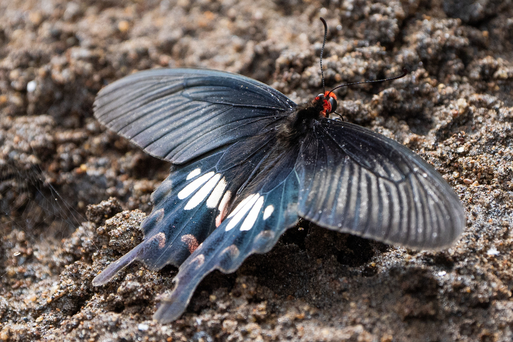 Common Rose Swallowtail from Tamil Nadu, India on January 5, 2025 at 05 ...