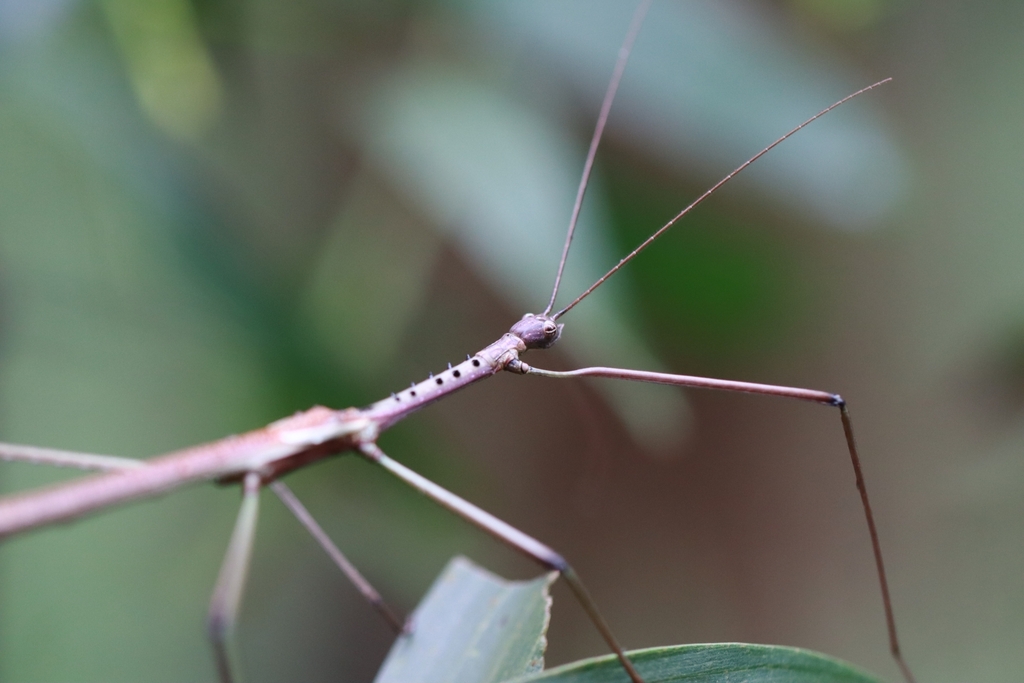 tessellated stick insect from Carina Heights QLD 4152, Australia on ...