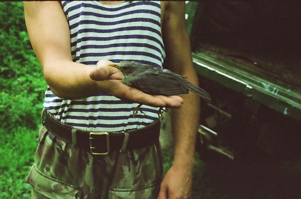 Grey-backed Thrush from Биробиджанский р-н, Еврейская автономная ...