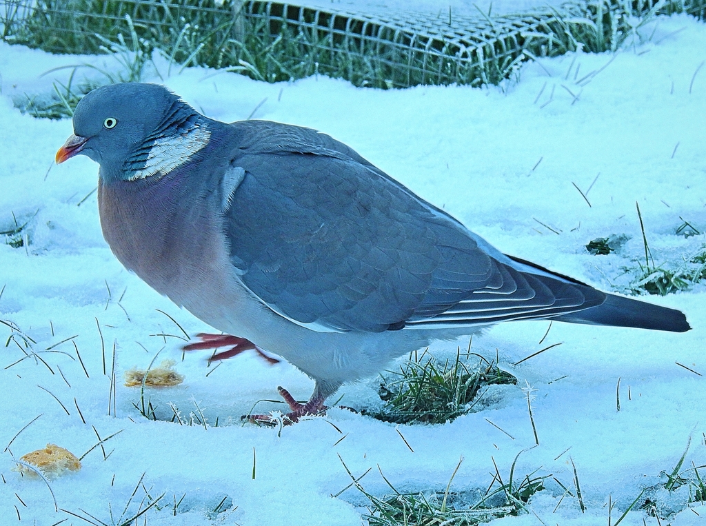 Common Wood-Pigeon from 8 Millcroft Road, Woolton, Liverpool ...