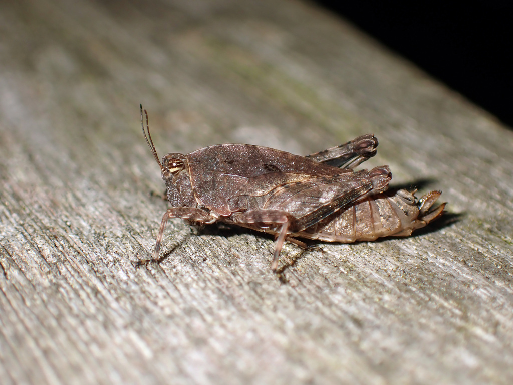 Tetriginae from Daegwallyeong-myeon, District de Pyeongchang, Gangwon ...