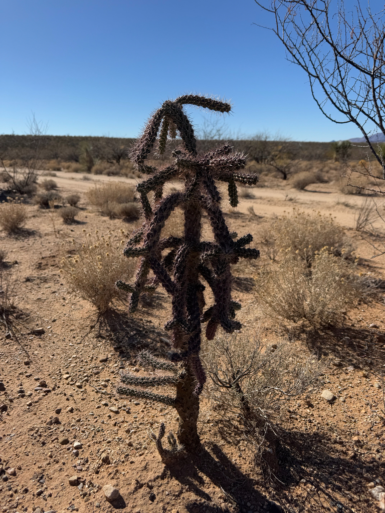 tree cholla from N Cascabel Rd, Benson, AZ, US on January 10, 2025 at ...