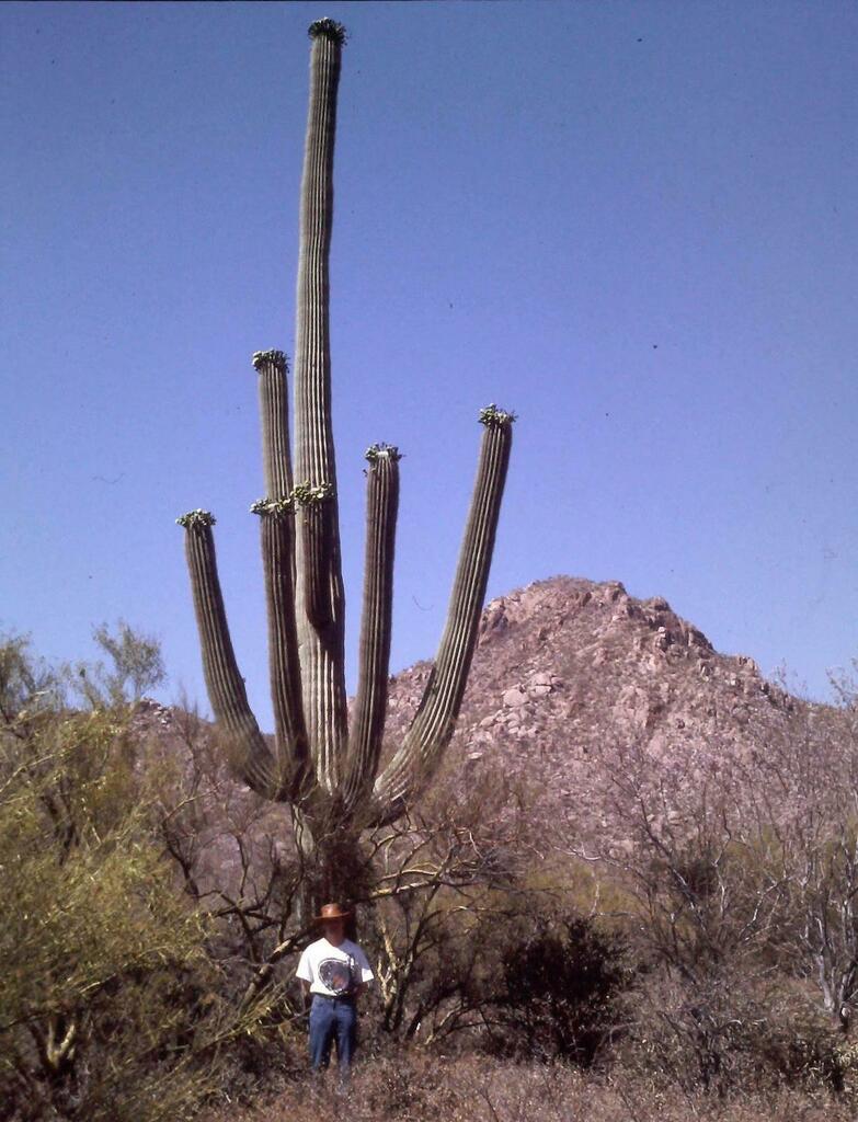saguaro from Saguaro N P West, Arizona, USA on June 5, 1995 at 02:00 PM ...
