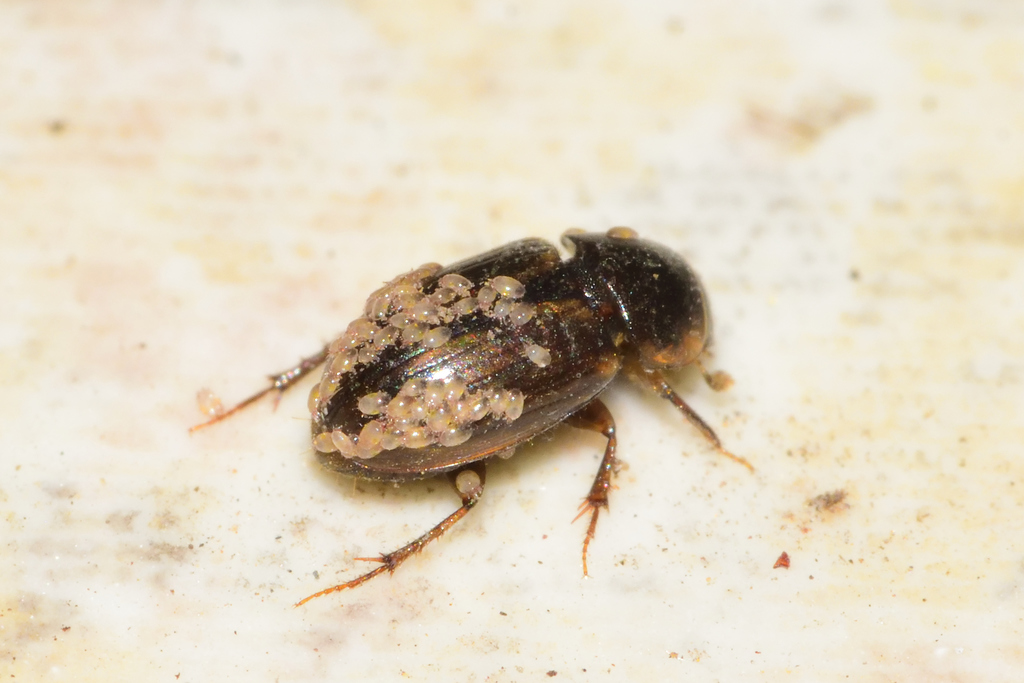Sphaeridiinae from Col Félix Ireta, Mich., México on July 26, 2019 at ...