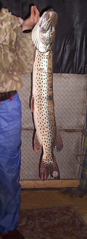 Amur Pike from Смидовичский р-н, Еврейская автономная область, Россия ...