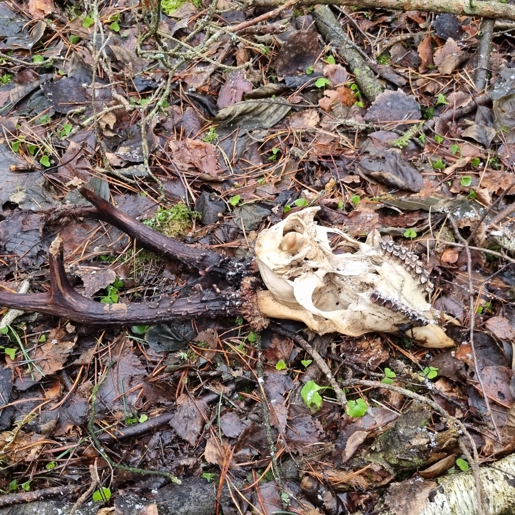 Western Roe Deer from 66204 Druskininkai, Lithuania on January 11, 2025 ...
