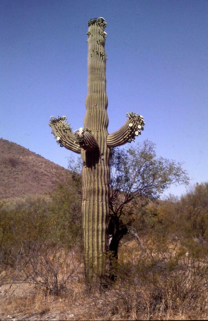 saguaro from Organ Pipe Cactus N M, AZ, USA on June 6, 1995 by reddad ...