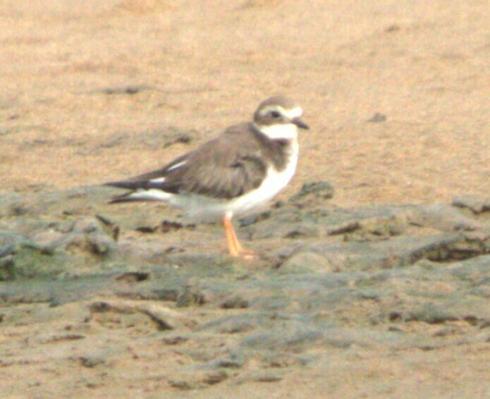 Common Ringed Plover from iLembe District Municipality, South Africa on ...