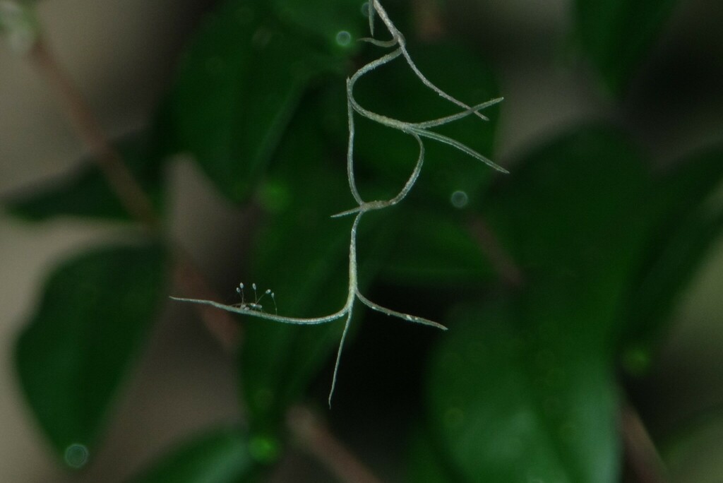 Insects in January 2025 by Peter and Kim Connolly. Insect eggs on ...